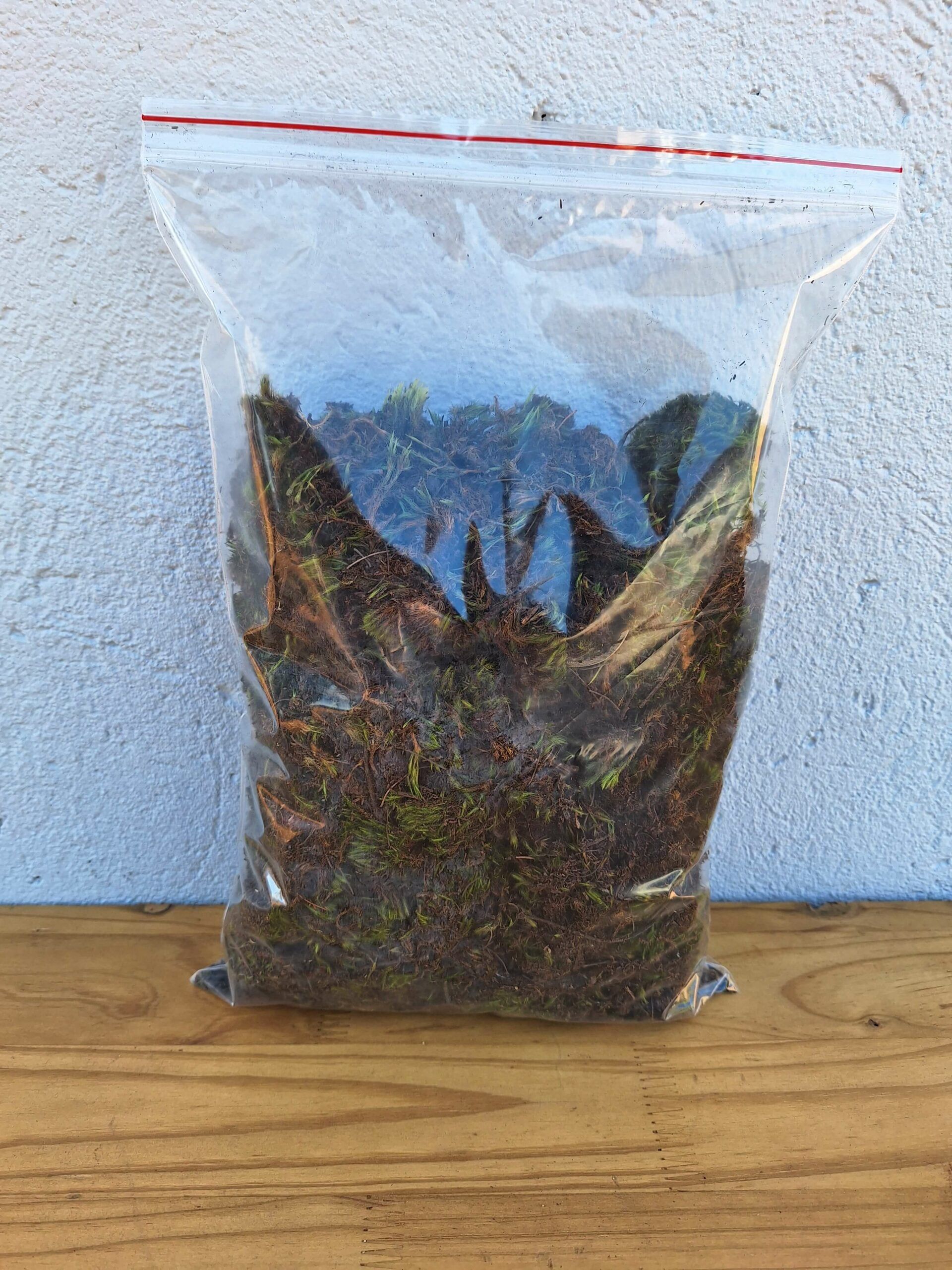 Dazzling Green Moss 250g For Indoor Plants