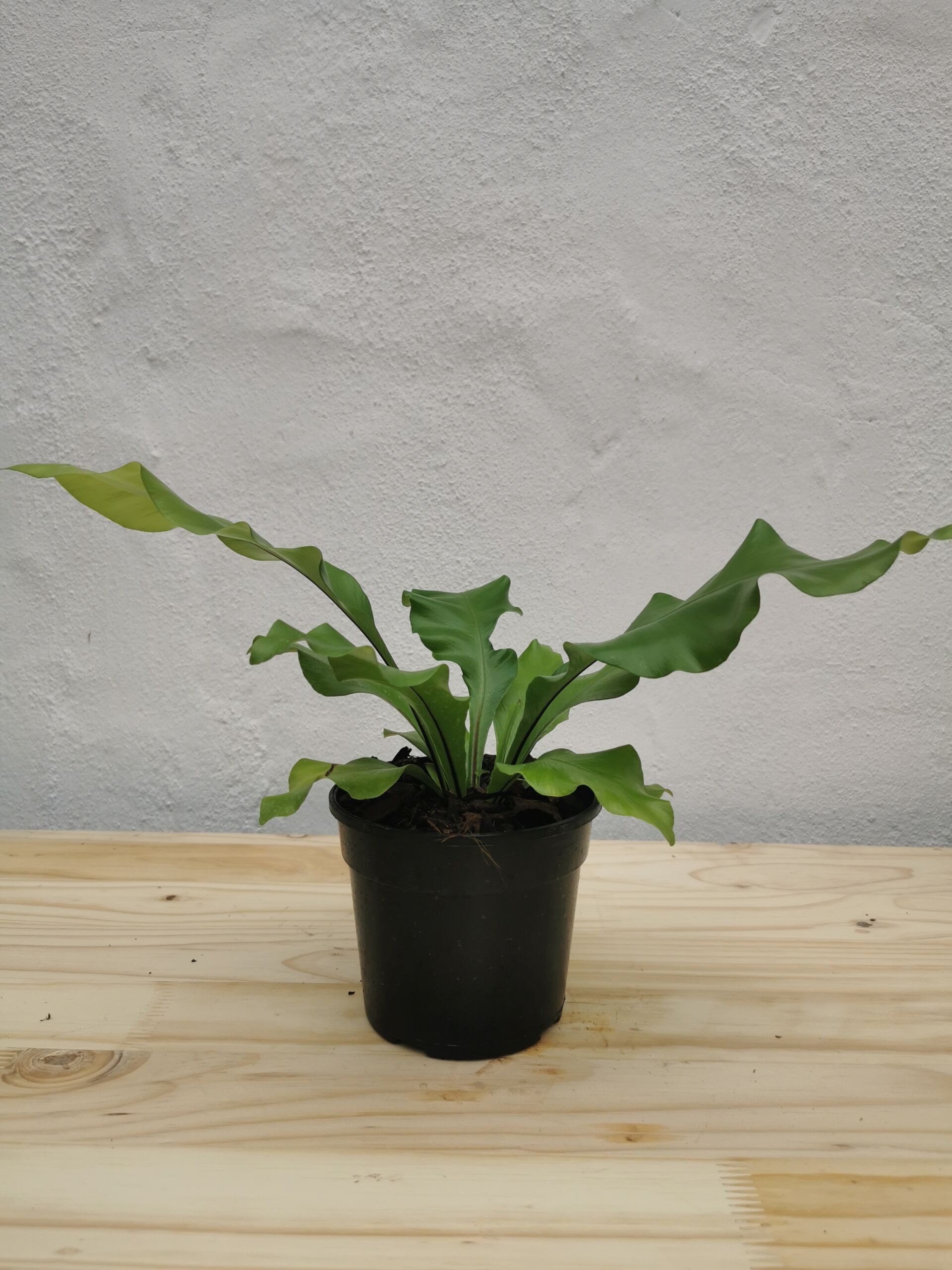 New Fern Combo (Kangaroo Fern And Birds Nest Fern) | Grow With The Flow ...