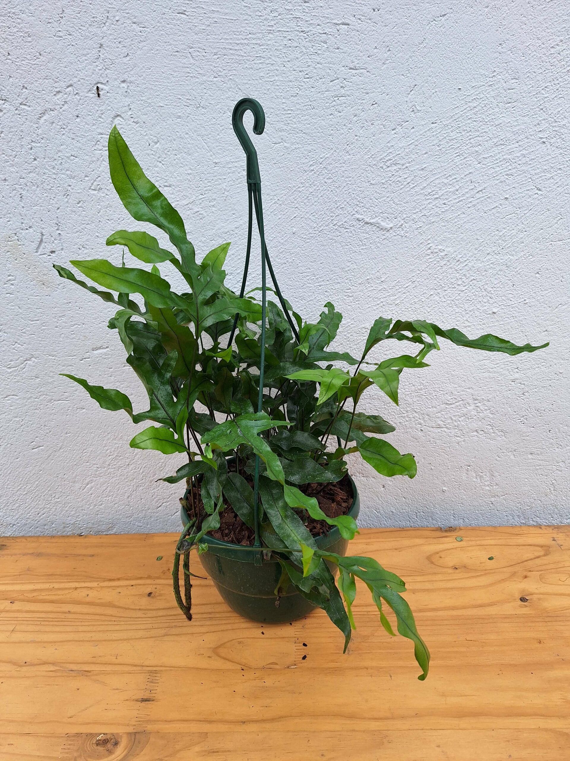 New Fern Combo (Kangaroo Fern And Birds Nest Fern) | Grow With The Flow ...