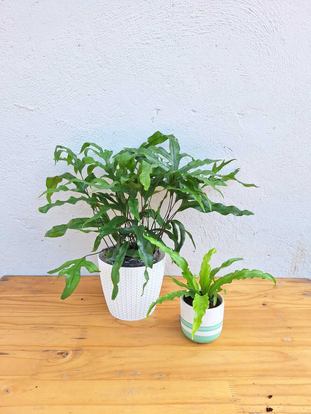 New Fern Combo (Kangaroo Fern And Birds Nest Fern) | Grow With The Flow ...